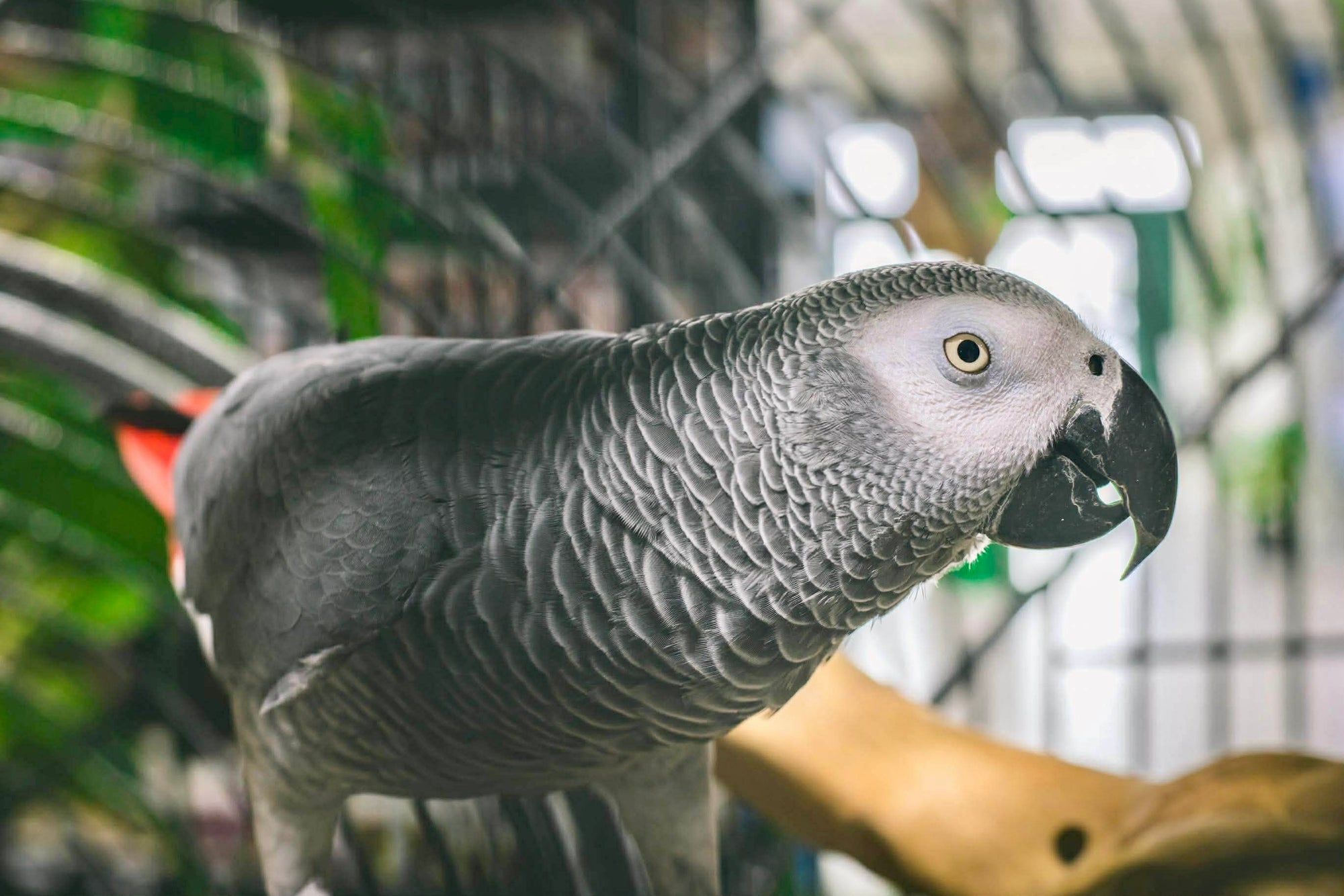 Beyond Pets Toowoomba – Beyond Pets